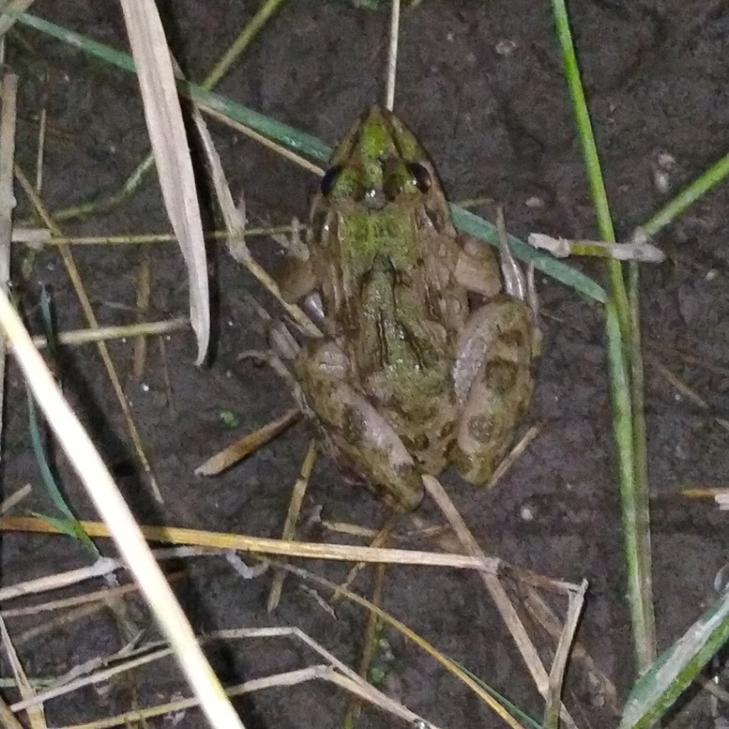 Paddy Field Frog from Lombok Barat, ID-NB, ID on November 3, 2023 at 08 ...