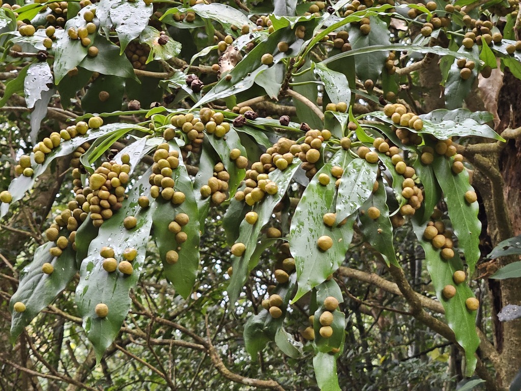 Large-leaved Nanmu from 台灣臺北 on December 6, 2023 at 07:48 AM by 胡正恆 ...