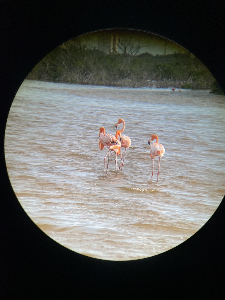 American Flamingo from Progreso, Yuc., MX on December 6, 2023 at 08:26 ...