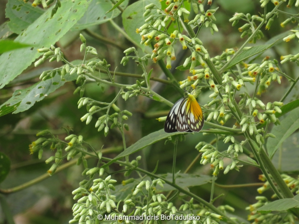 Cepora timnatha in December 2023 by MUH IDRIS · iNaturalist