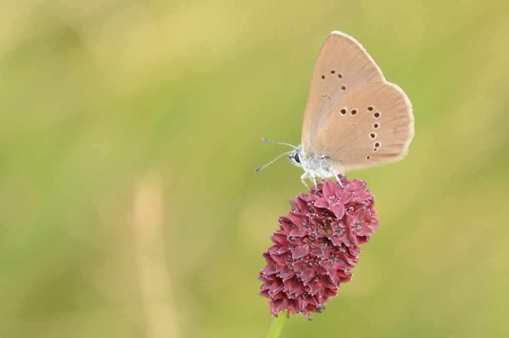 Dusky Large Blue from Powiat jasielski, Polska on July 16, 2017 at 10: ...