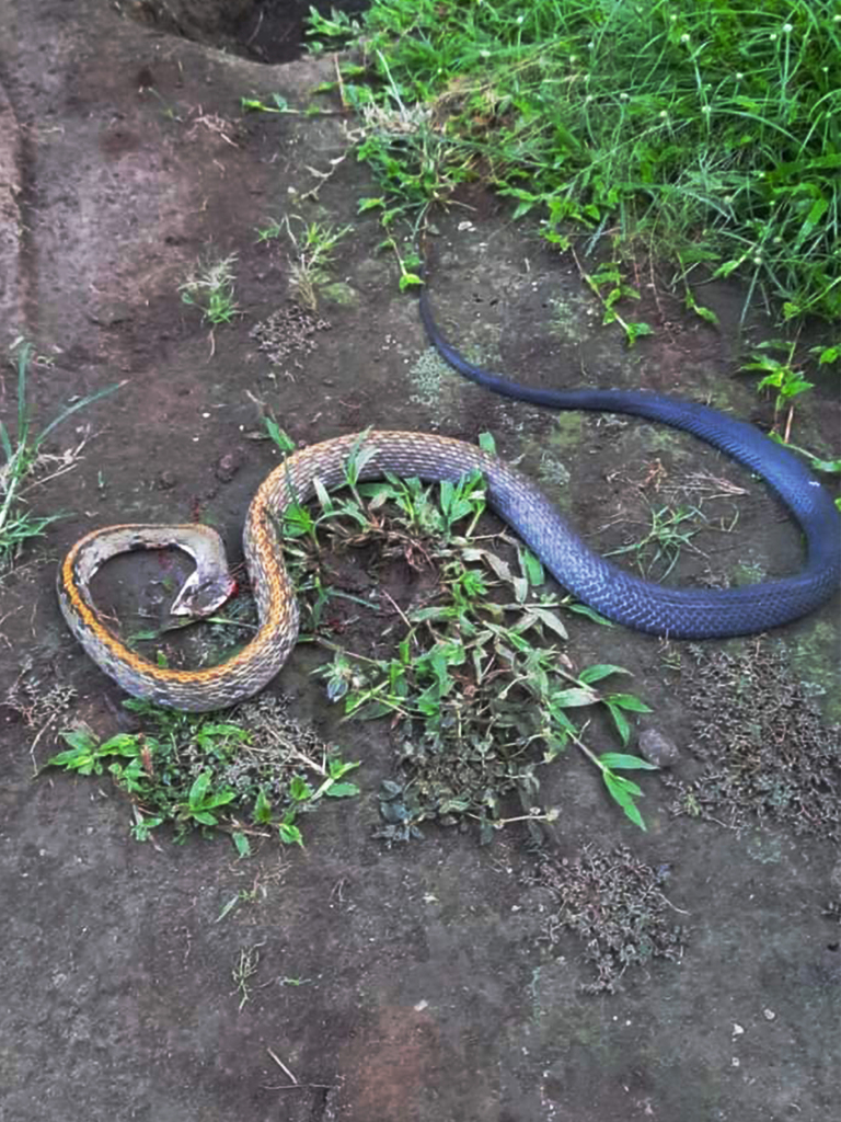 Black Copper Rat Snake in November 2022 by Averroes Oktaliza · iNaturalist