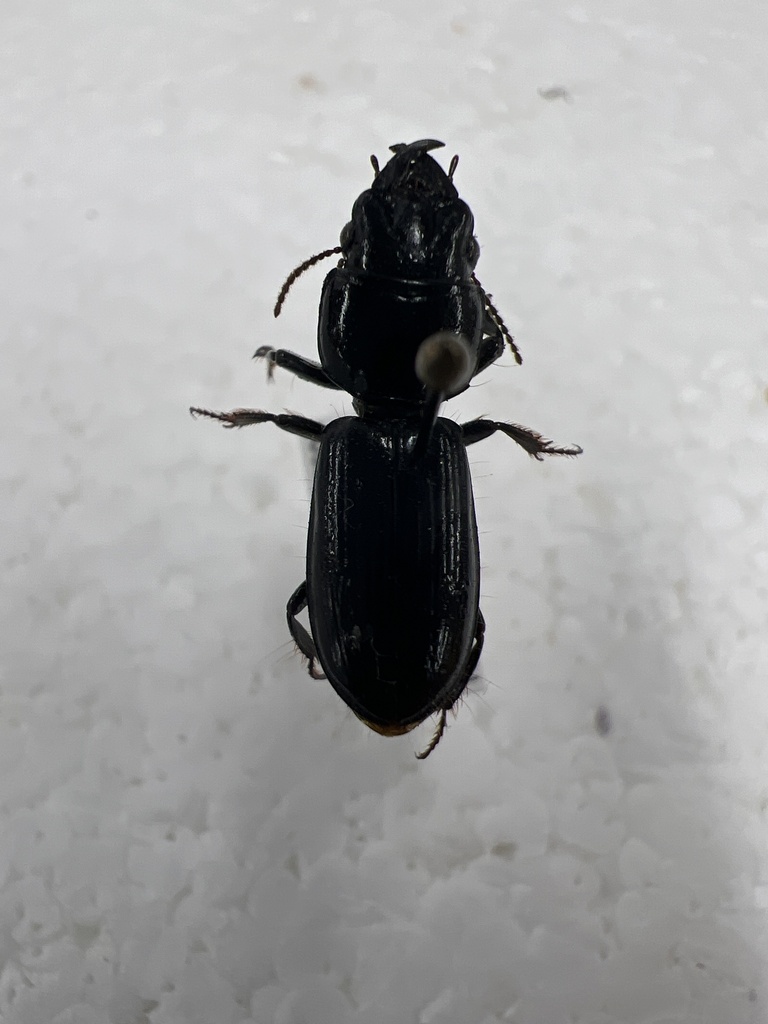 Big-headed Ground Beetle from Western Kentucky University, Bowling ...