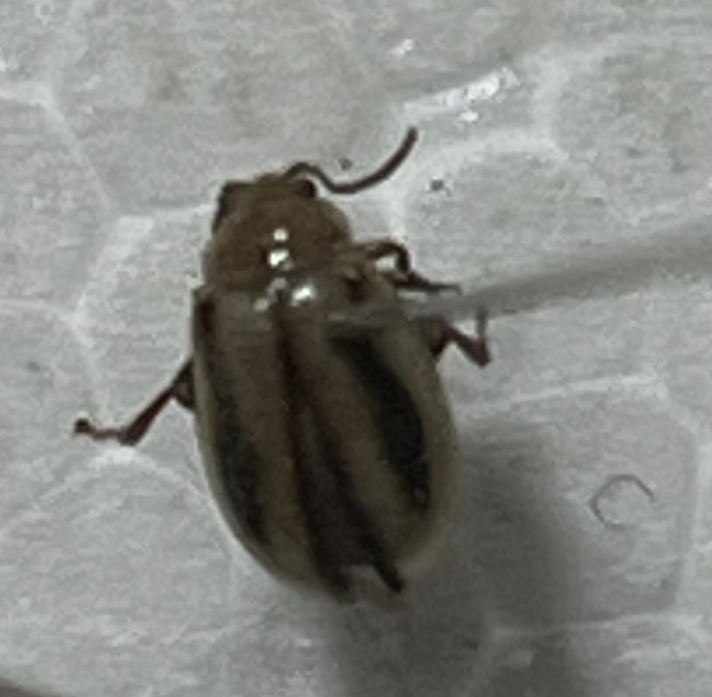 Philopona vibex from 顺义区, 北京市, CN on May 1, 2022 at 02:41 PM by ...