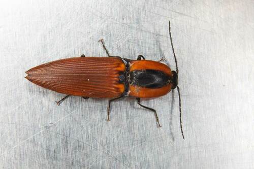 Ophidius vericulatus · iNaturalist