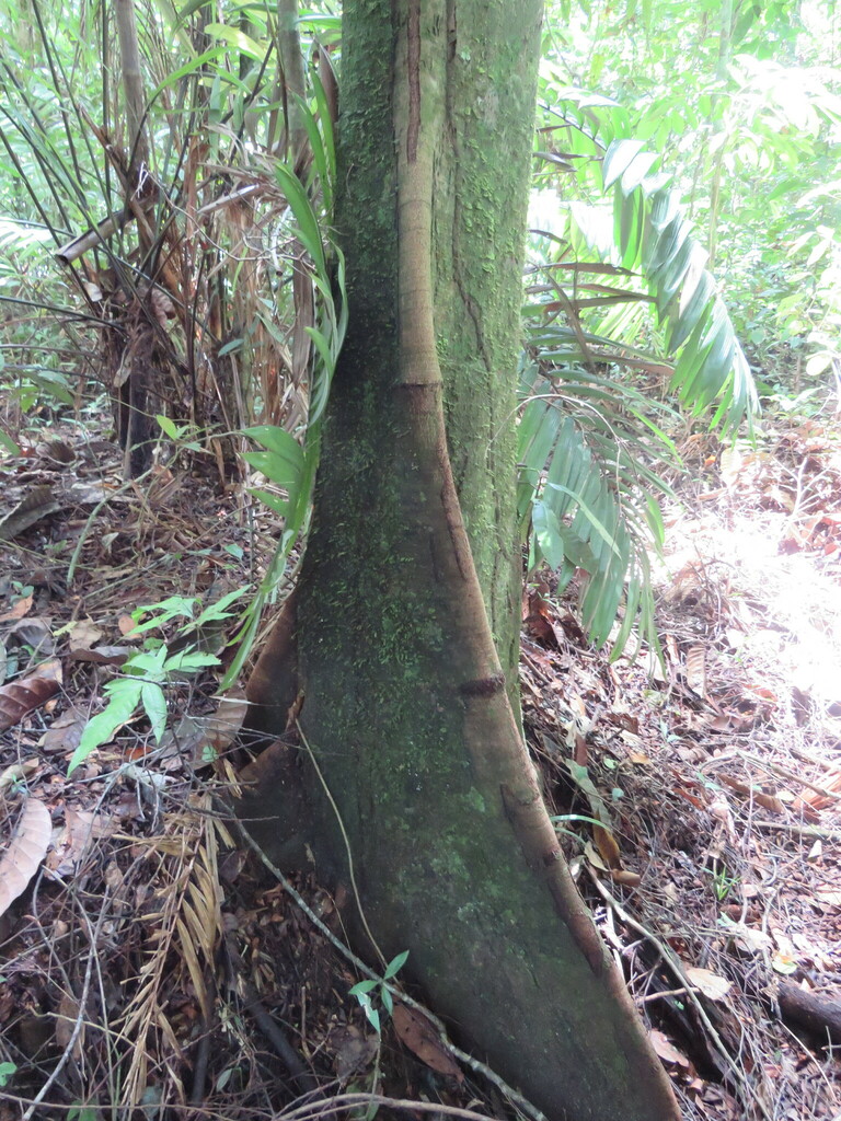 Virola from San Carlos de Guaroa, Meta, Colombia on October 7, 2023 at ...
