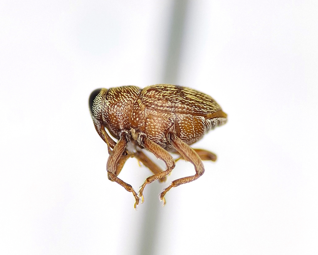 Conoderinae from 8JG3+732 Estación Científica Yasuní PUCE, Orellana ...