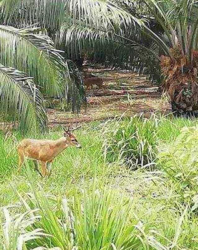 White-tailed Deer from Puerto López, Meta, Colombia on September 8 ...