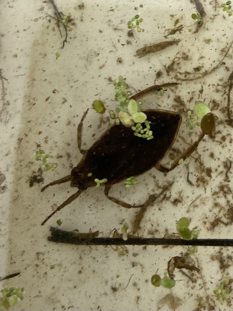 Giant Water Bugs from Benton Harbor, MI, US on October 6, 2023 at 01:50 ...
