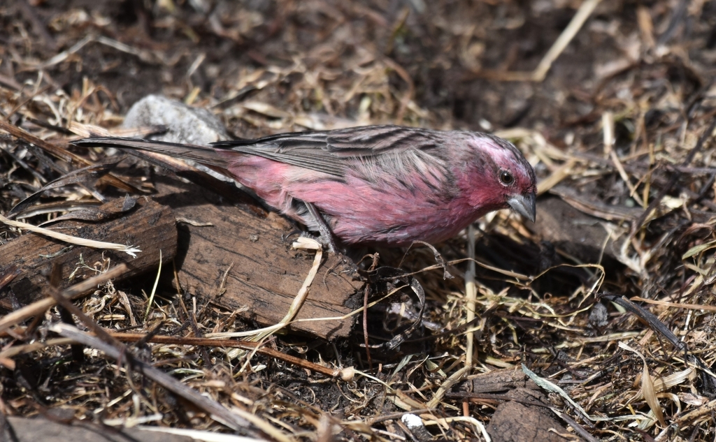 Chinese White-browed Rosefinch from China Daocheng, Garze, Sichuan ...