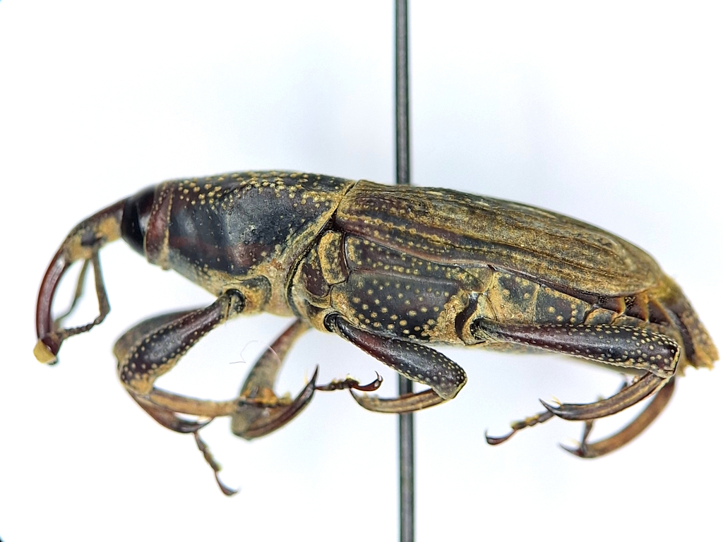 Sphenophorina from 8JG3+732 Estación Científica Yasuní PUCE, Orellana ...