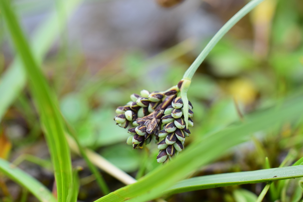 Two-color Sedge in July 2023 by Benedikt Faas · iNaturalist