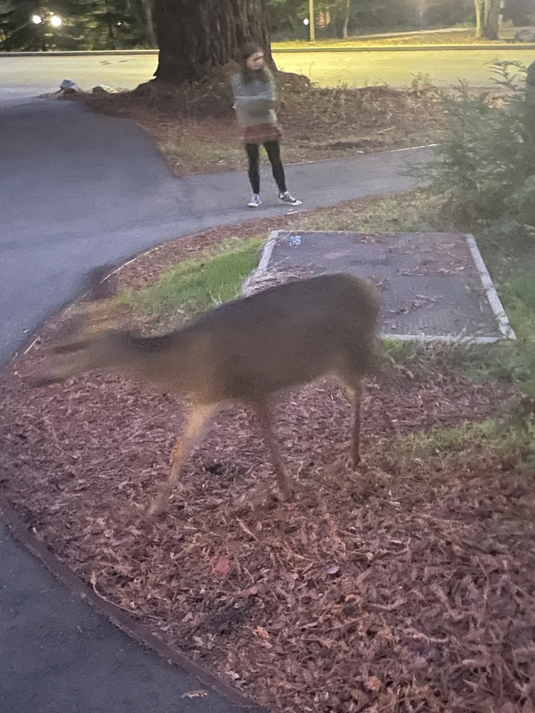 Mule Deer from UC Santa Cruz, Santa Cruz, CA, US on December 5, 2023 at ...