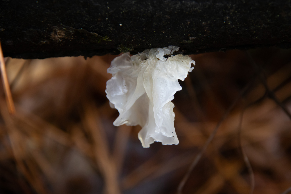 snow fungus from King and Queen County, US-VA, US on December 3, 2023 ...
