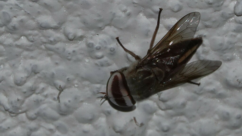 Tabanus dorsiger from Palolem Plaza on December 4, 2023 at 08:46 PM by ...