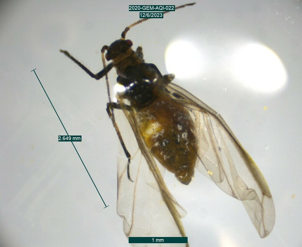 Winged and Once-winged Insects in July 2020 by sophiersanchez · iNaturalist