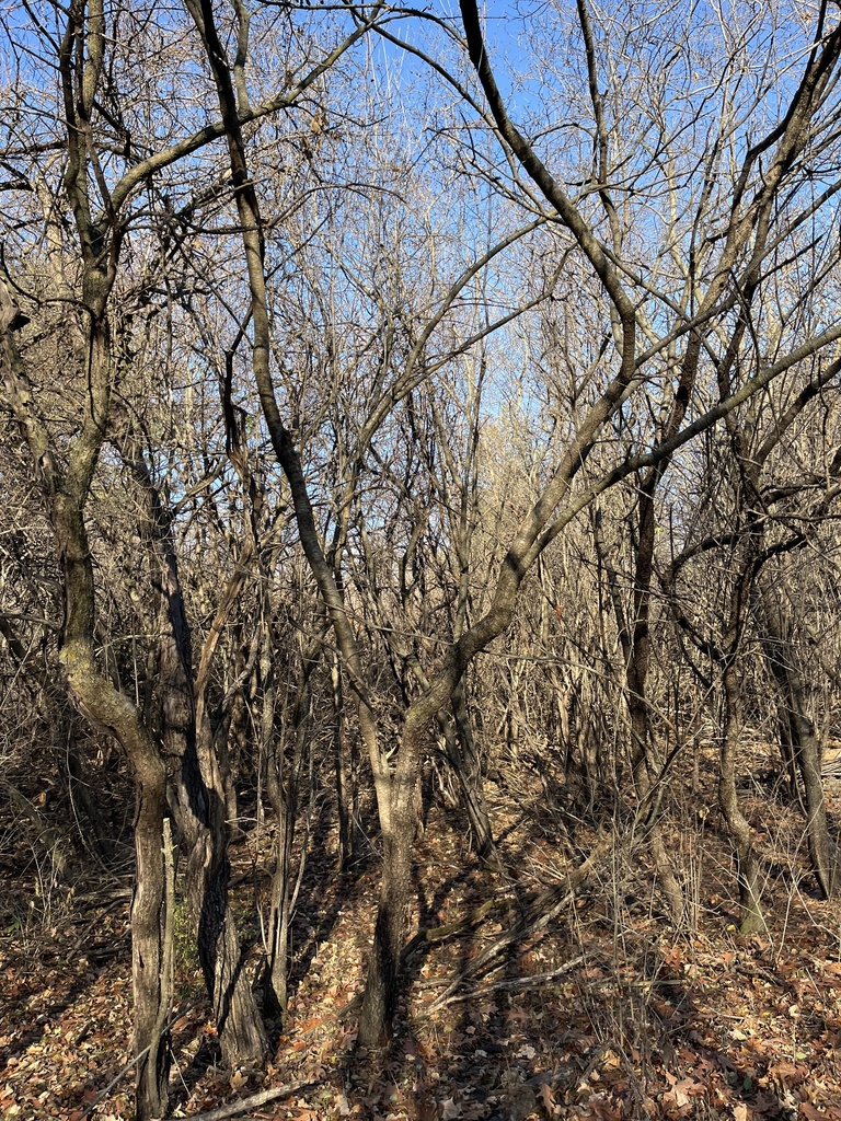 common buckthorn from N Ahwahnee Rd, Lake Forest, IL, US on December 7 ...