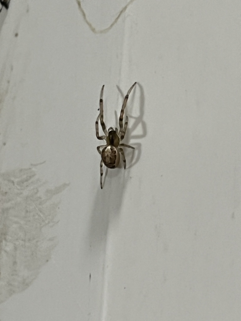 Silver-sided Sector Spider from Palace Road, London, England, GB on 07 ...