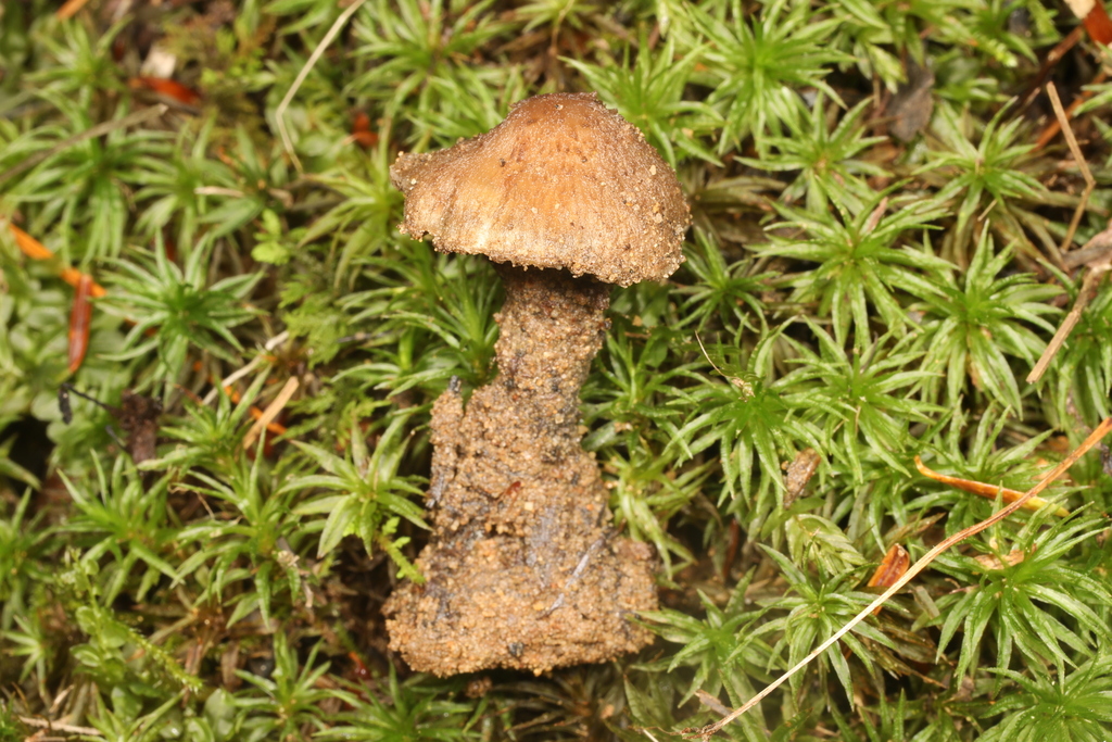 Fibercaps and Allies from Cook Forest State Park, Leeper, PA 16233, USA ...
