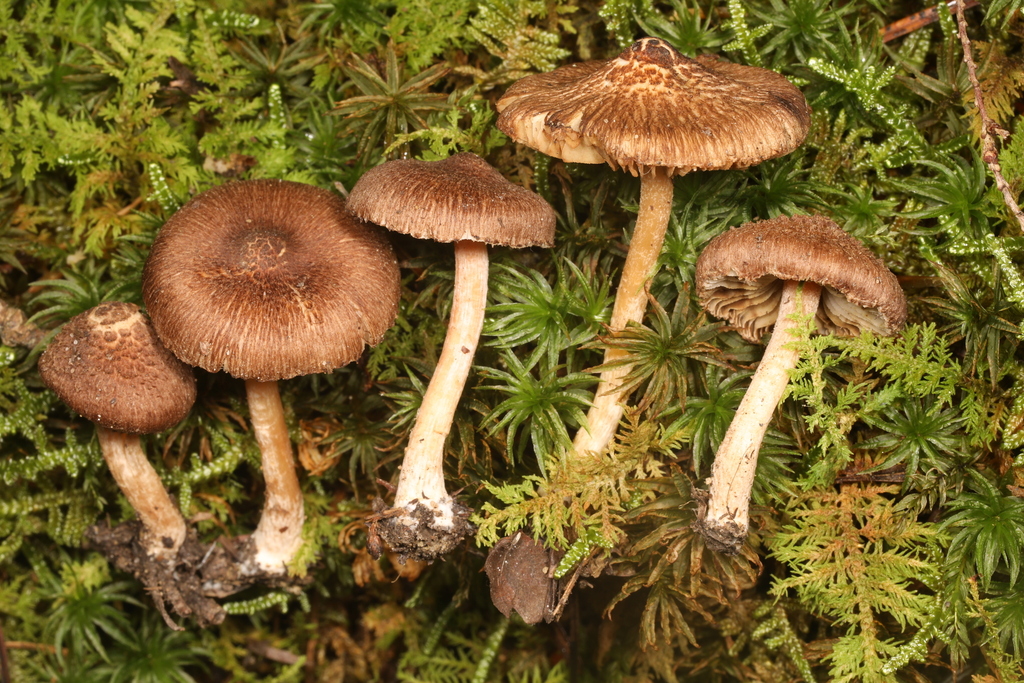 Fibercaps and Allies from Cook Forest State Park, Leeper, PA 16233, USA ...