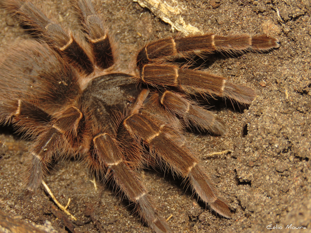 Natal Brown Birdeater from ARIE do Cambeba, Fortaleza - State of Ceará ...