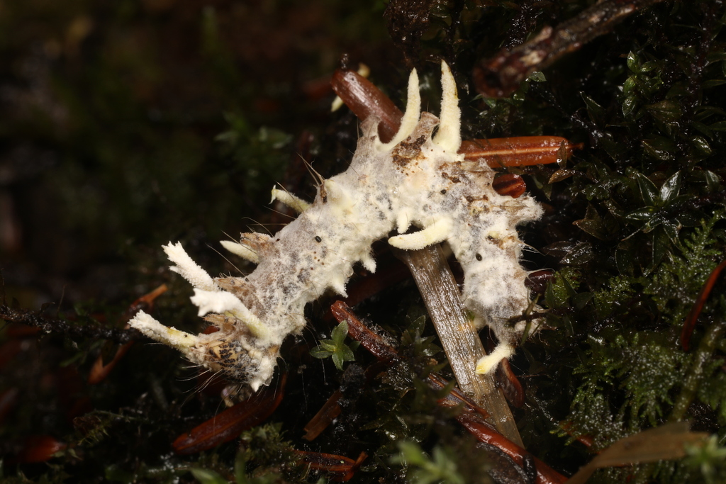 Cordyceps from Cook Forest State Park, Leeper, PA 16233, USA on ...