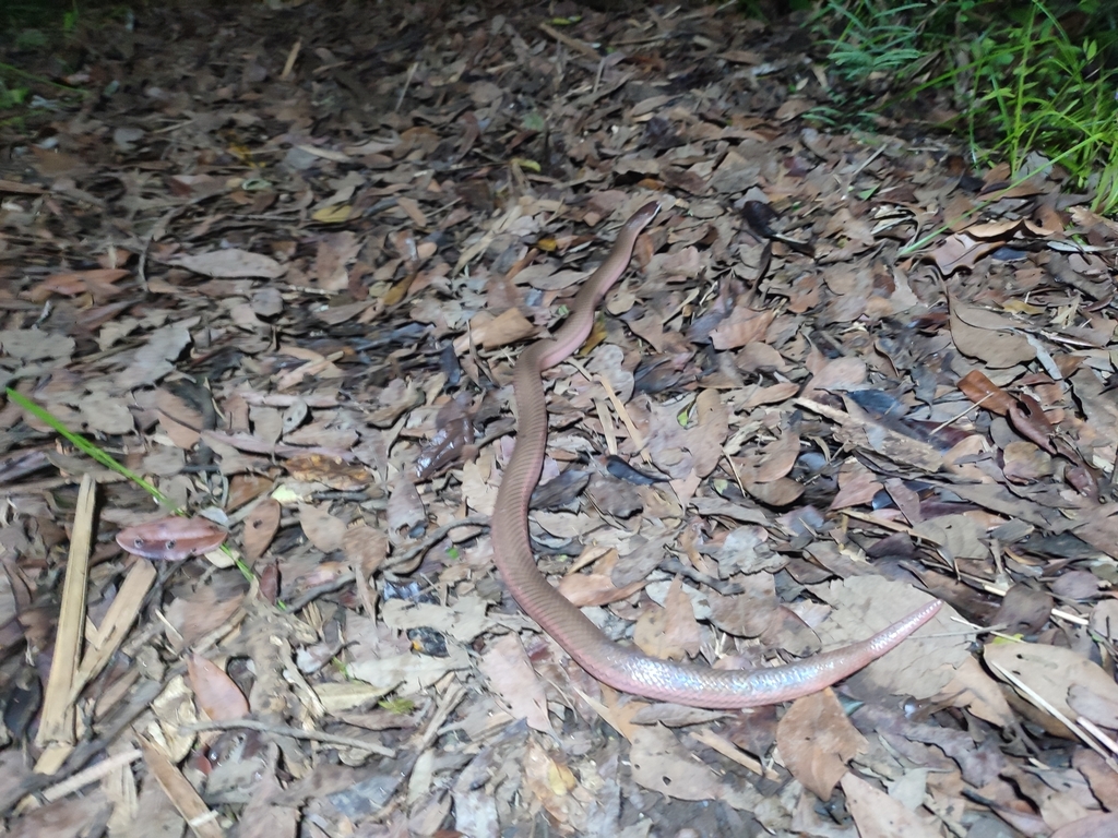 Brook Snakes from Ambohitrampovoany, Madagascar on December 5, 2023 at ...