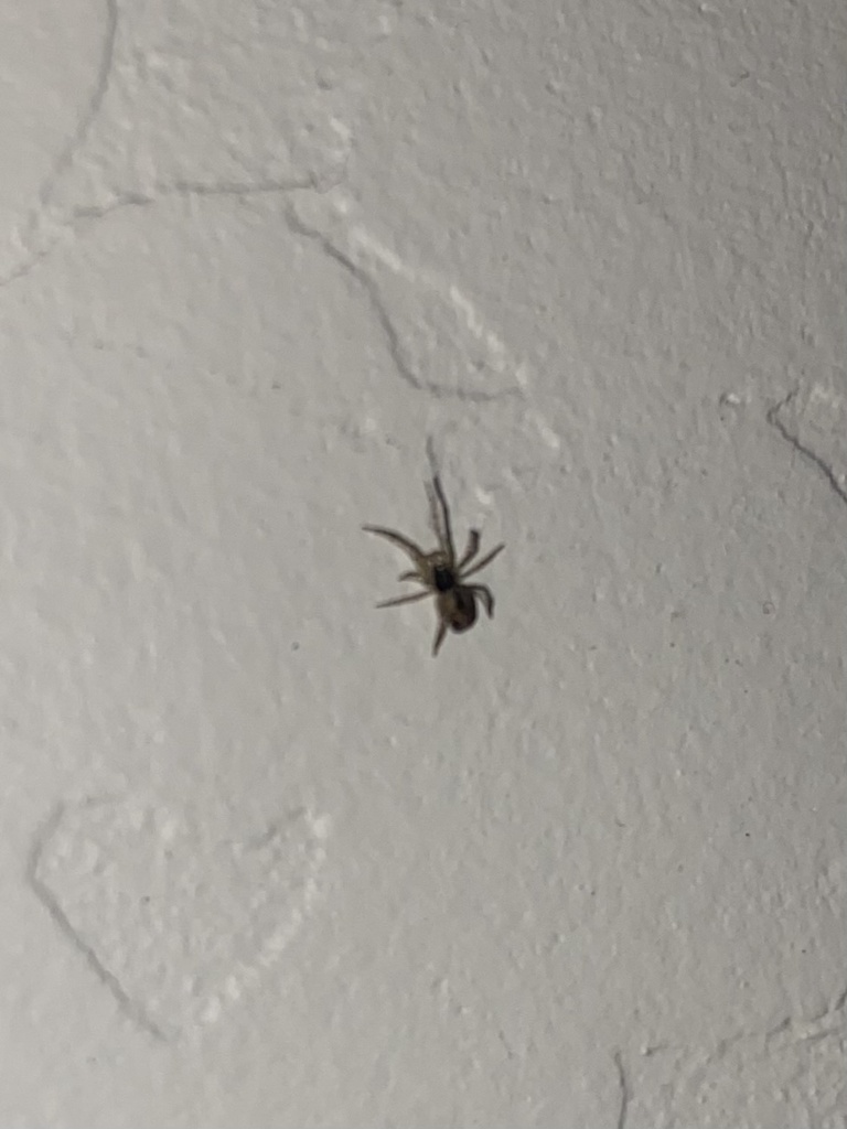 Entelegyne Spiders from Wilson St, Arvin, CA, US on December 4, 2023 at ...