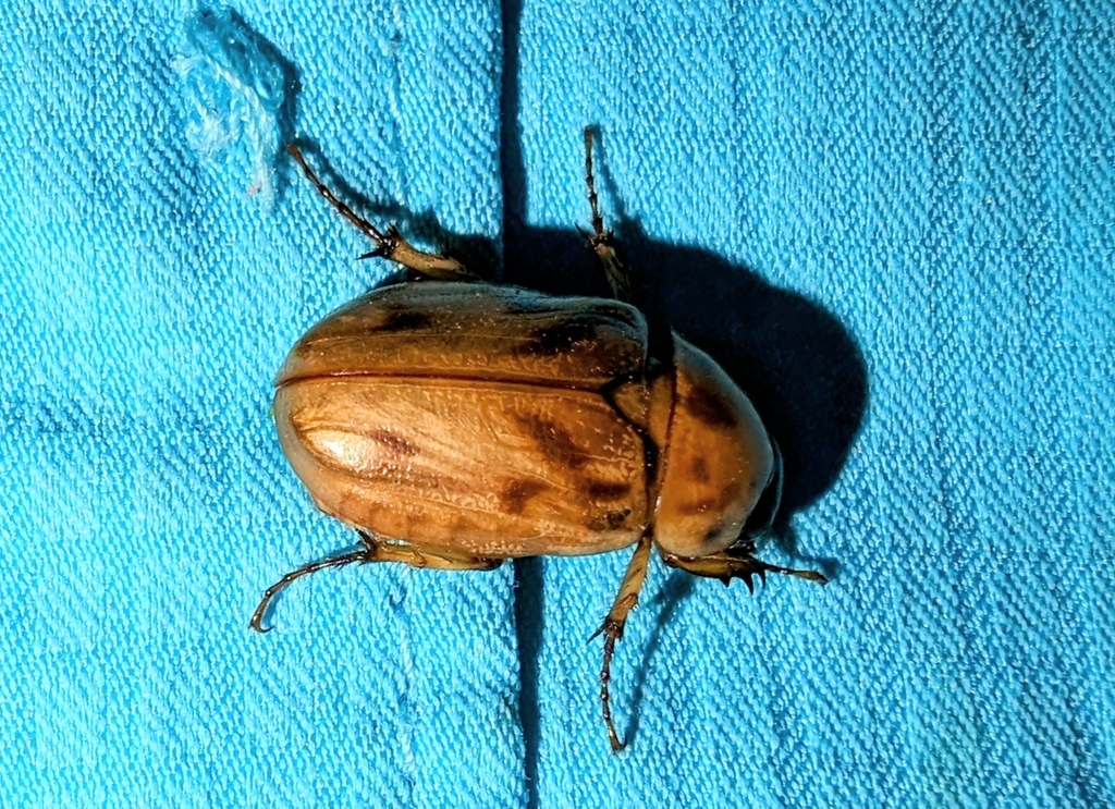 Masked Chafers from Cabo Corrientes, MX-JA, MX on December 6, 2023 at ...