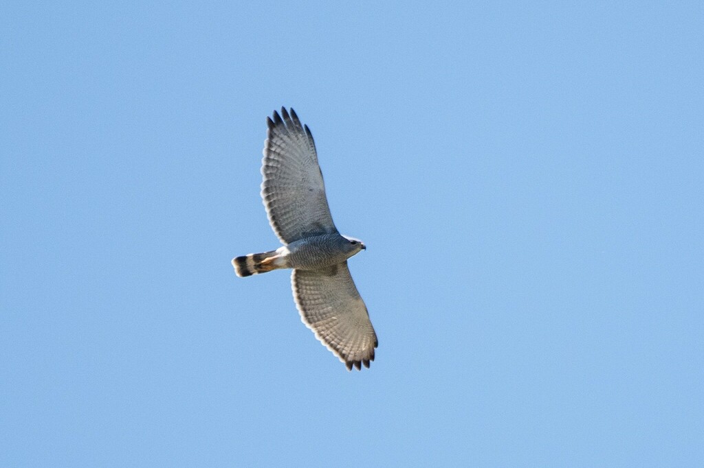 Gray Hawk from Santa Cruz County, US-AZ, US on April 2, 2019 at 12:13 ...