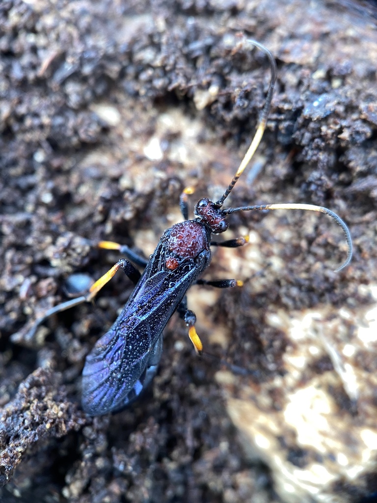 Ichneumon centrator from Middleburg Heights, OH, US on December 7, 2023 ...