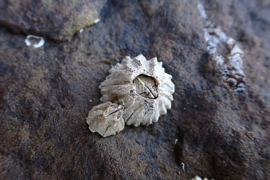 Pacific Acorn Barnacle (CMER Surveys - Coastal Marine Taxa) · iNaturalist