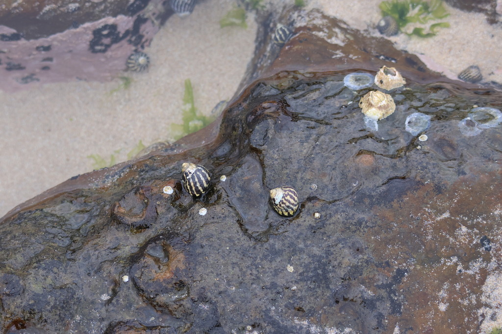 Zebra Top Snail from Murramarang NP NSW 2536, Australia on November 28 ...