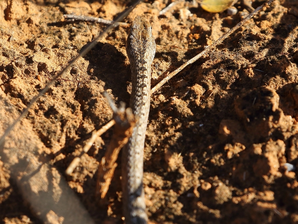 Pencil Snake from Toliary-II, Madagascar on November 3, 2023 at 04:58 ...