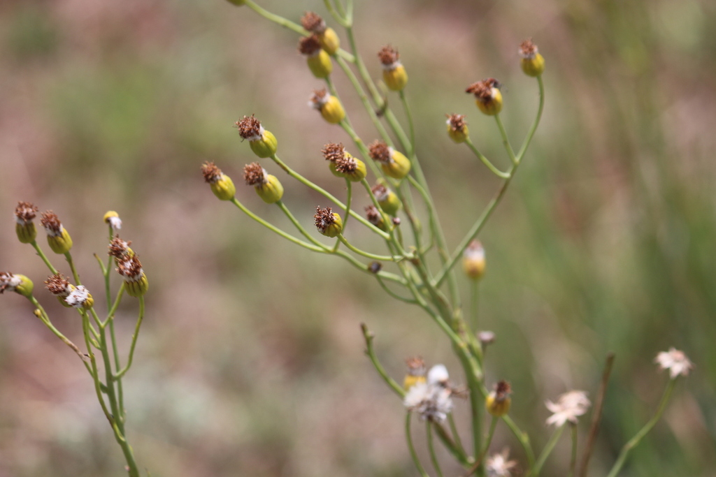 Swamp Ragwort from West Rand District Municipality, South Africa on ...