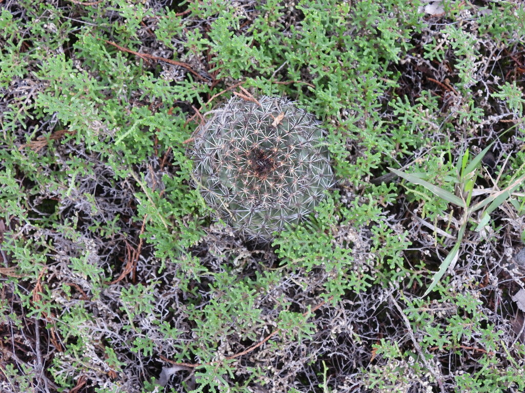 Coryphantha clavata clavata from San Luis de la Paz, Gto., México on ...