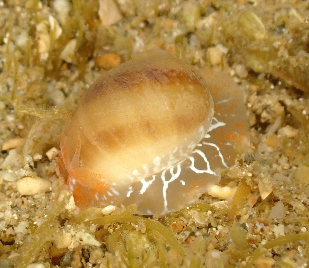 Naticarius zonalis from Touho, Nouvelle-Calédonie on December 2, 2023 at 08:07 PM by Amaury ...