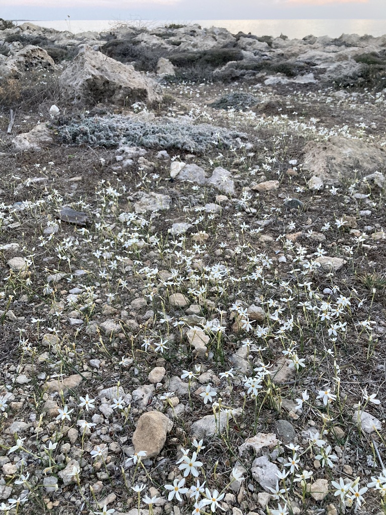 Small Pheasant's Eye from Cyprus, Paphos, Paphos, CY on December 4 ...
