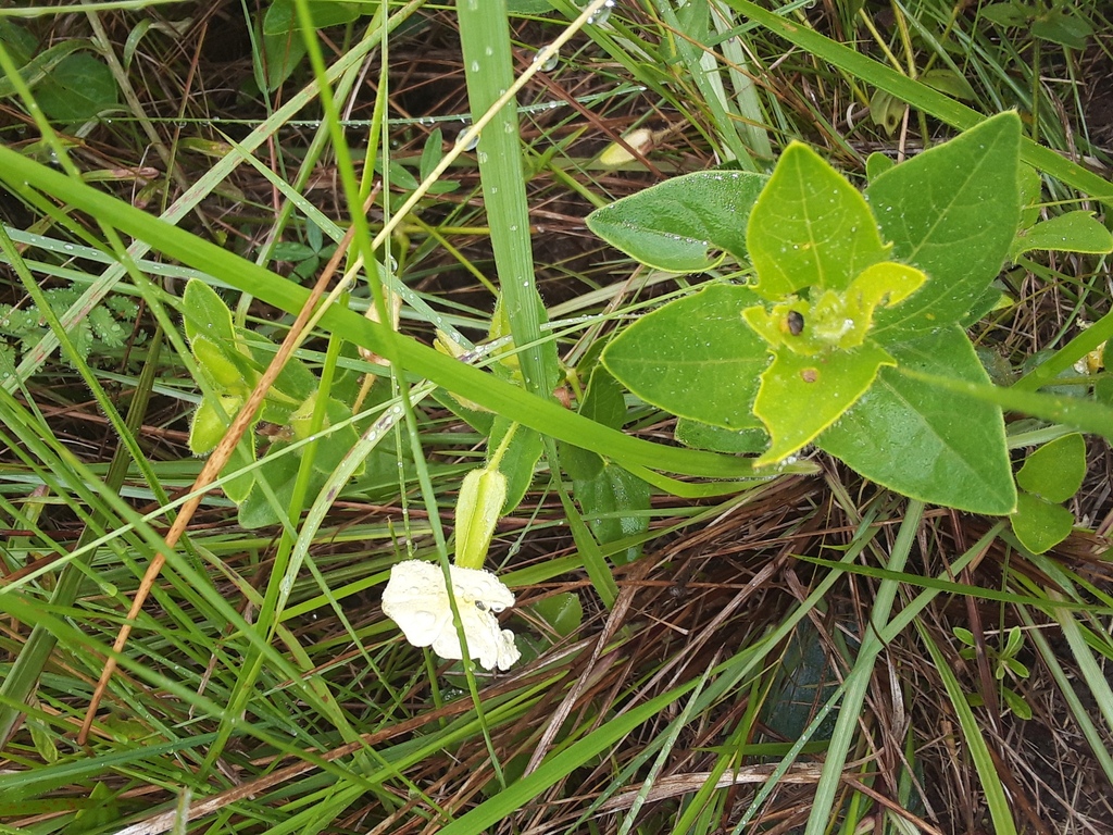 Natal Primrose from Mountain Ridge, New Germany, 3610, South Africa on ...