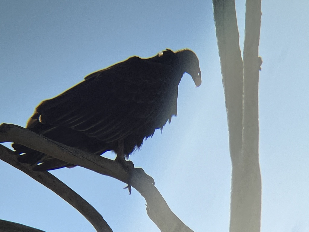 Western Turkey Vulture from Bolsa Chica Ecological Reserve, Huntington ...