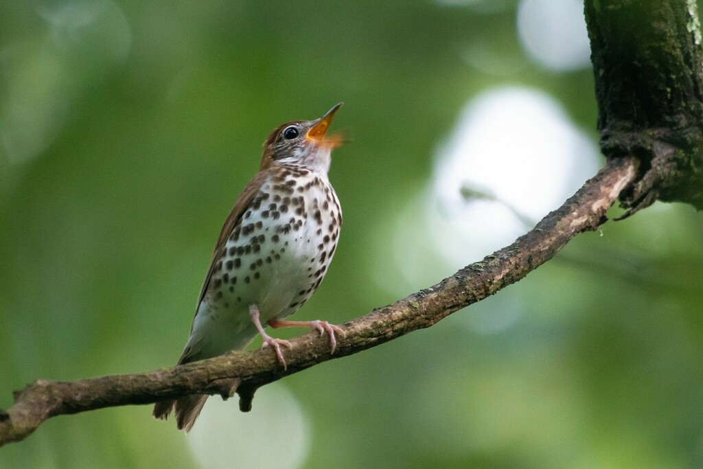 Wood Thrush from Summit County, US-OH, US on June 6, 2020 at 04:19 PM ...