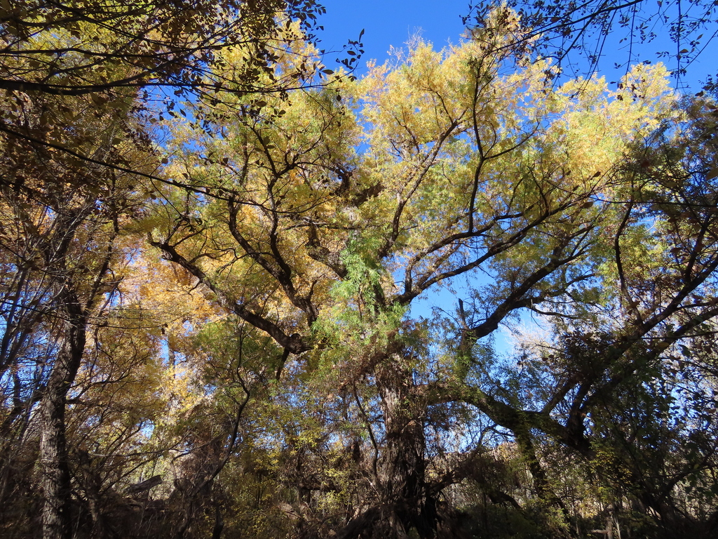 Goodding's willow from 150 Blue Heaven Road, Patagonia, AZ 85624, USA ...