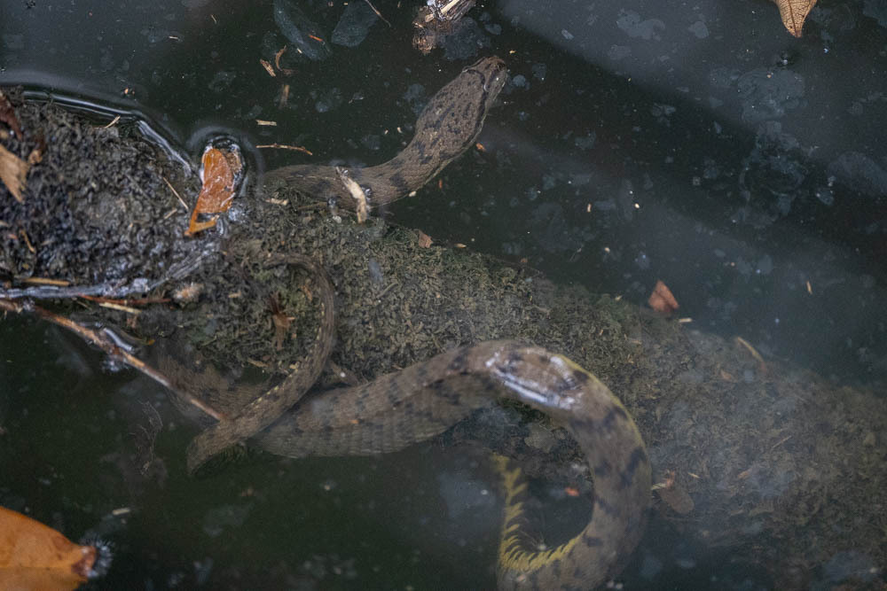 Southeast Asian Bockadam in October 2023 by Fran Wiesner · iNaturalist