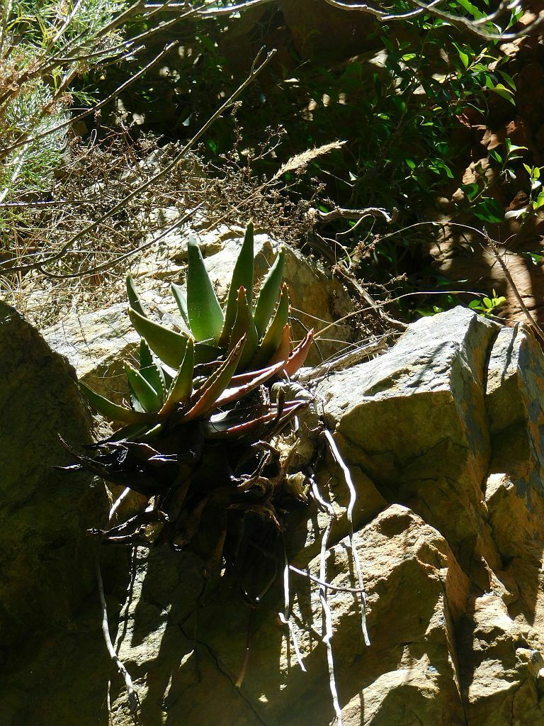 Mitre Aloe from Wolfkloof Greyton, 7233, South Africa on December 7 ...
