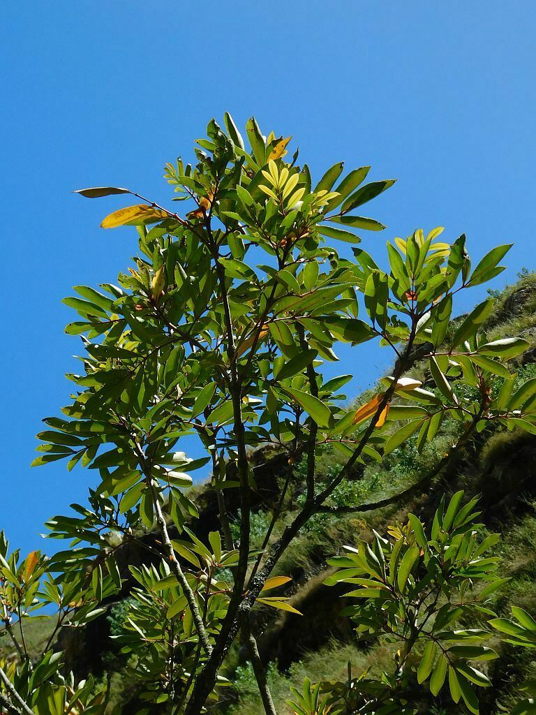 butterspoon tree from Wolfkloof Greyton, 7233, South Africa on December ...