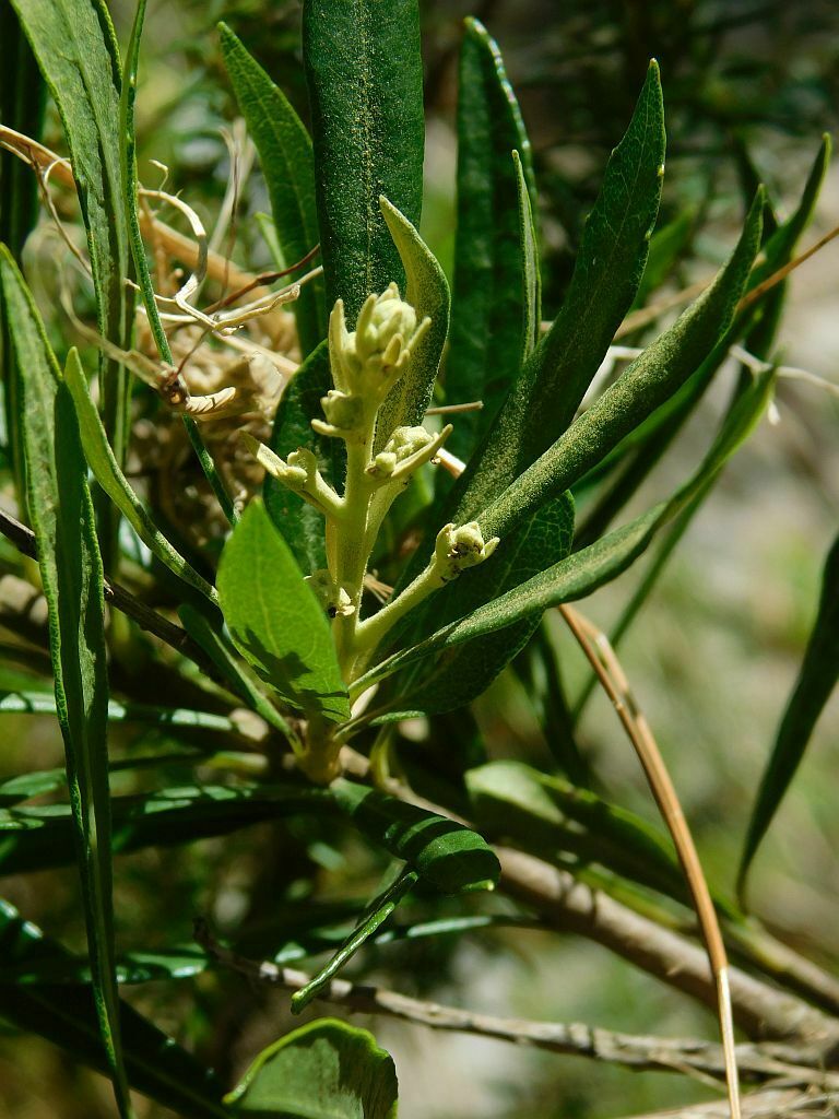 Water White-Alder from Wolfkloof Greyton, 7233, South Africa on ...