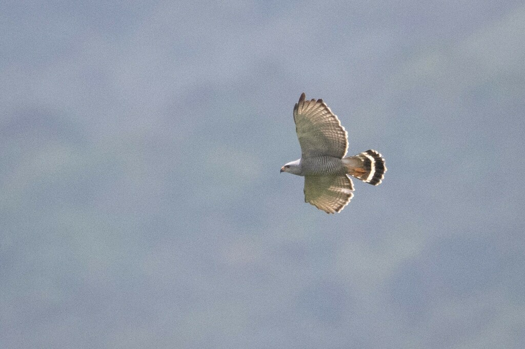Gray Hawk from San Carlos, CR-AL, CR on March 5, 2020 at 07:09 AM by ...