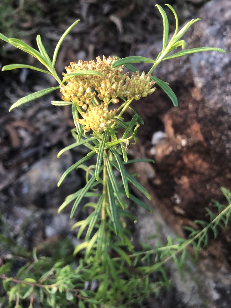 Cassinia from Putty Rd, Colo Heights, NSW, AU on December 6, 2023 at 07 ...