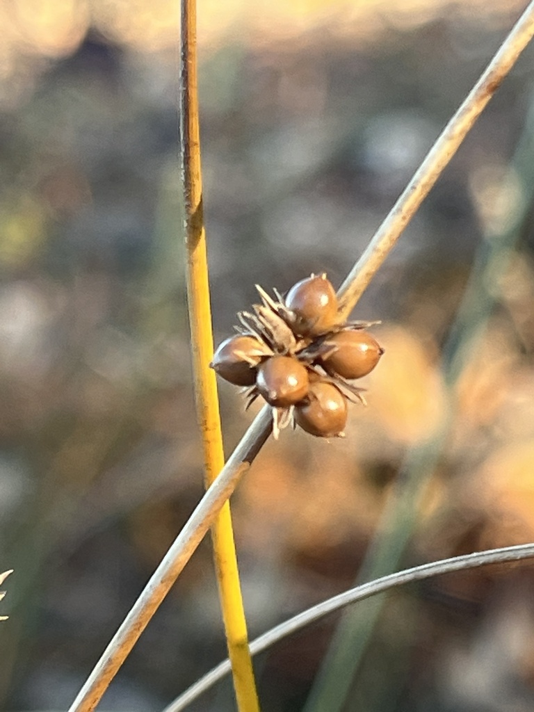 Leathery Rush from Falls Lake, Creedmoor, NC, US on December 7, 2023 at ...