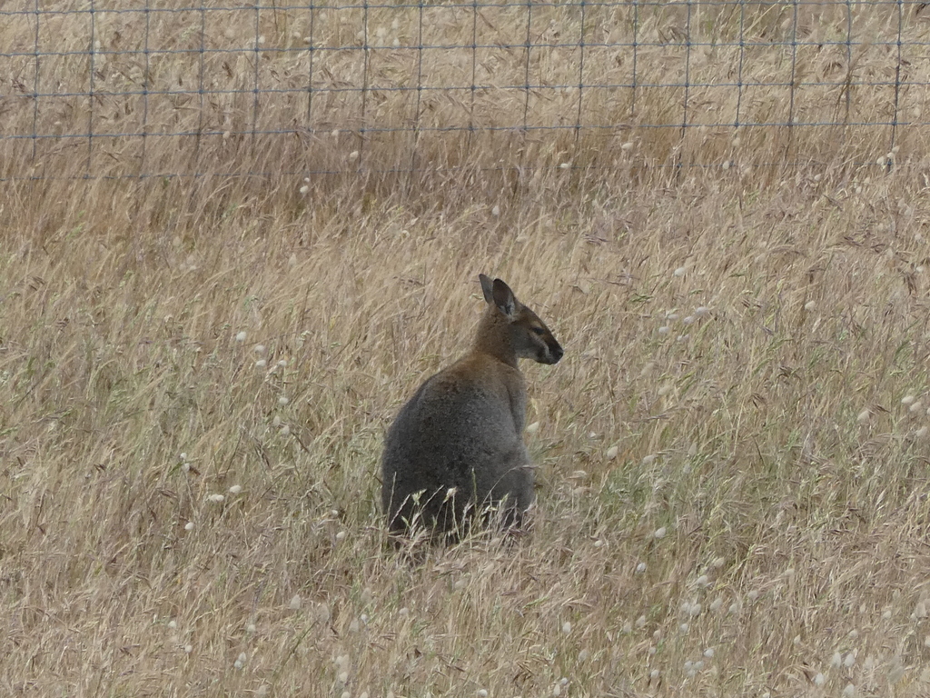 Red-necked Wallaby from Nugara TAS 7256, Australia on November 28, 2023 ...